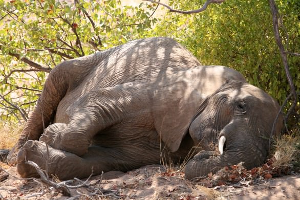 Elephants sleep for just two hours a day – the least of any mammal ...